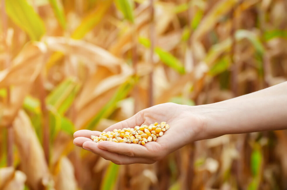 Home - Didion Inc | Didion Milling | Didion Bioscience