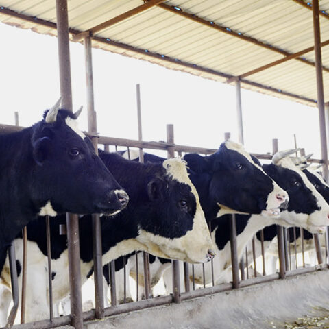 Distiller’s Grain - Didion Inc Didion's Distillers Grain